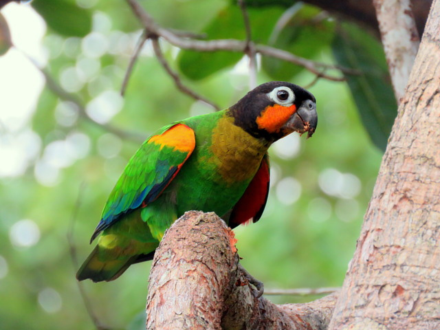 curica-de-bochecha-laranja (Pyrilia barrabandi) | WikiAves - A ...