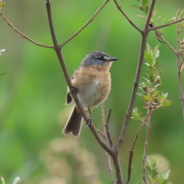 Foto papa-moscas-de-costas-cinzentas (Polystictus superciliaris) Por ...