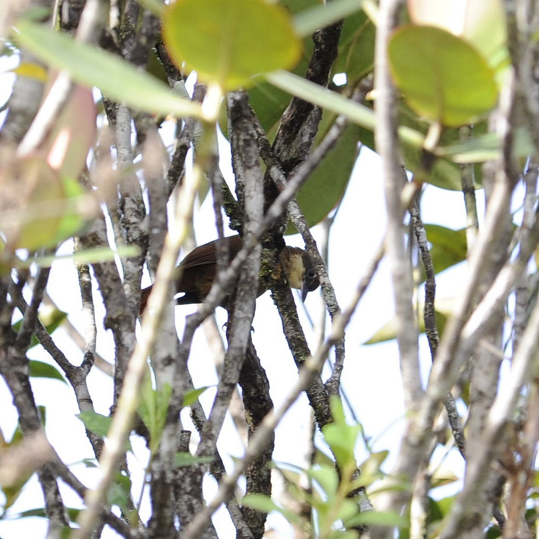 Foto barranqueiro-de-roraima (Syndactyla roraimae) Por Daniel Hinckley ...