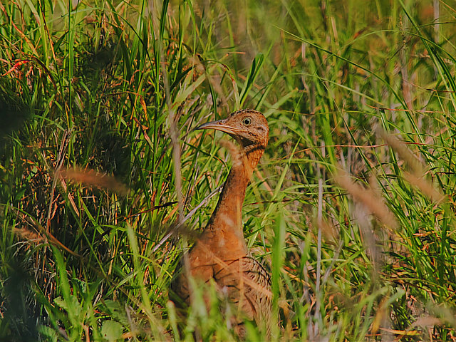 Foto perdiz (Rhynchotus rufescens) Por Eudes Feitosa | Wiki Aves - A ...
