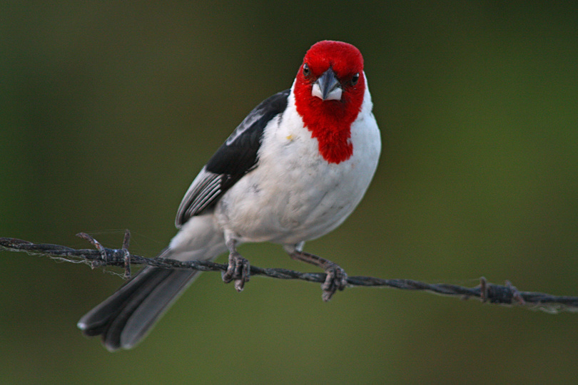 Foto cardeal-do-nordeste (Paroaria dominicana) Por Ricardo Leite | Wiki ...