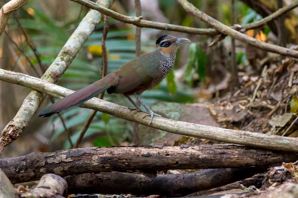 Foto jacu-estalo-escamoso (Neomorphus squamiger) Por Joao Quental ...