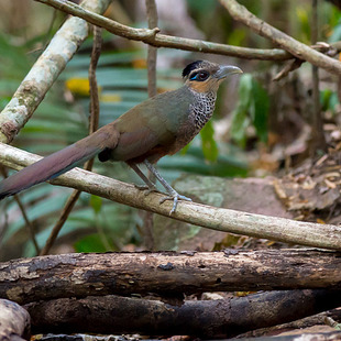 Cuculiformes | WikiAves - A Enciclopédia das Aves do Brasil