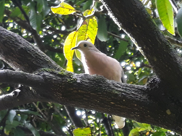 Foto avoante (Zenaida auriculata) Por Julio Gaideczka | Wiki Aves - A ...