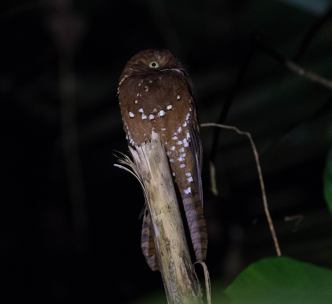 Foto urutau-ferrugem (Phyllaemulor bracteatus) Por Cárin Duarte | Wiki ...