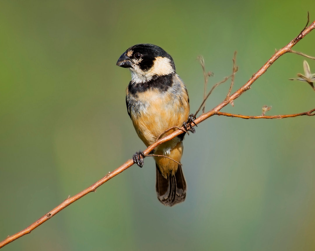 Foto coleiro-do-brejo (Sporophila collaris) Por Fernando Zurdo | Wiki ...