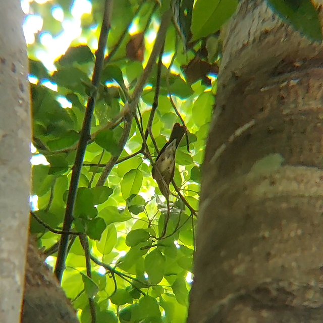 Foto sabiá-da-várzea (Turdus sanchezorum) Por Deivid de Menezes | Wiki ...