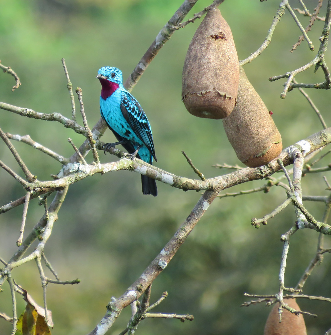 Foto anambé-azul (Cotinga cayana) Por Sidnei Dantas | Wiki Aves - A ...