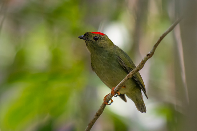 Foto tangará-príncipe (Chiroxiphia pareola) Por Marcelo Telles | Wiki ...
