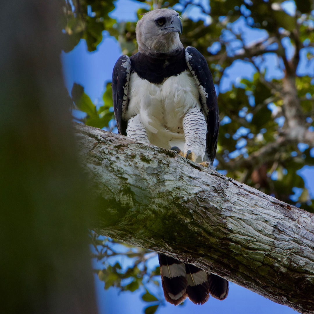 Foto gavião-real (Harpia harpyja) Por Daniel Cywinski | Wiki Aves - A ...