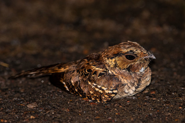 Foto bacurau (Nyctidromus albicollis) Por Nailson Júnior | Wiki Aves ...