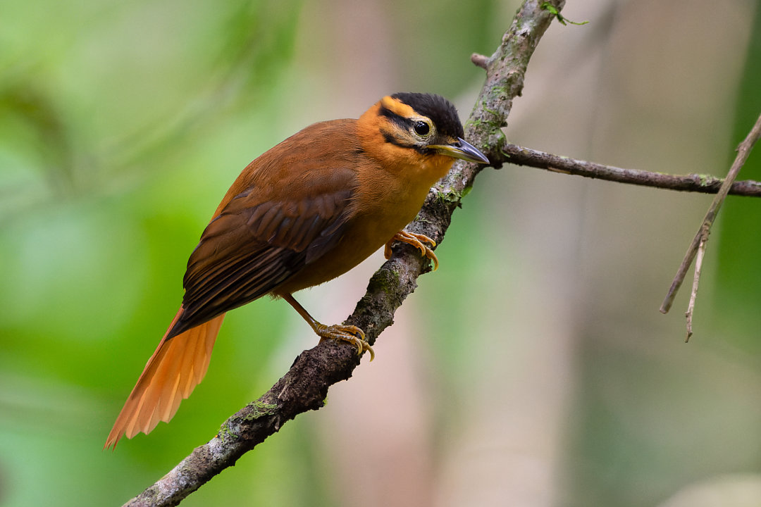 Foto limpa-folha-coroado (Philydor atricapillus) Por Ernani Knupfer ...