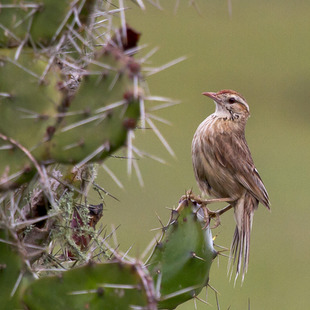 cochicho (Anumbius annumbi) | WikiAves - A Enciclopédia das Aves do Brasil