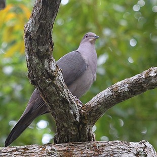 pomba-amargosa (Patagioenas plumbea) | WikiAves - A Enciclopédia das ...