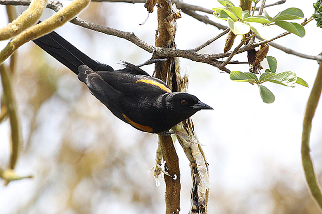 Foto encontro (Icterus pyrrhopterus) Por Ademir Costa | Wiki Aves - A ...