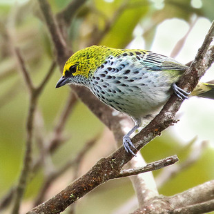 saíra-pintada (Tangara guttata) | WikiAves - A Enciclopédia das Aves do ...