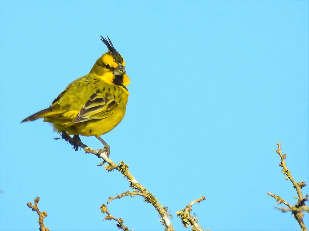 Foto cardeal-amarelo (Gubernatrix cristata) Por Valéria Vieira | Wiki ...