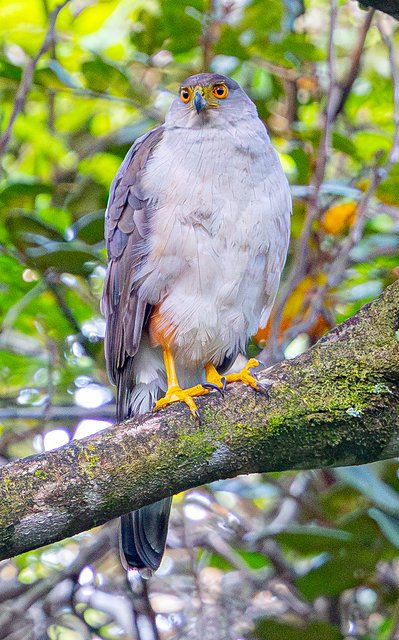 Foto gavião-bombachinha-grande (Accipiter bicolor) Por Mats Hildeman ...