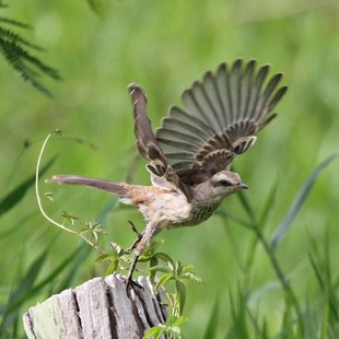 sabiá-do-campo (Mimus saturninus) | WikiAves - A Enciclopédia das Aves ...