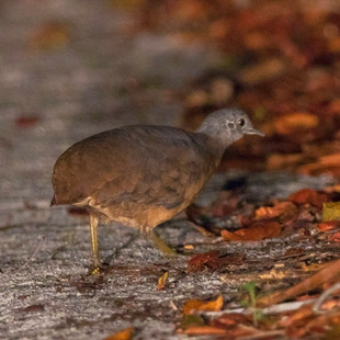 tururim (Crypturellus soui) | WikiAves - A Enciclopédia das Aves do Brasil