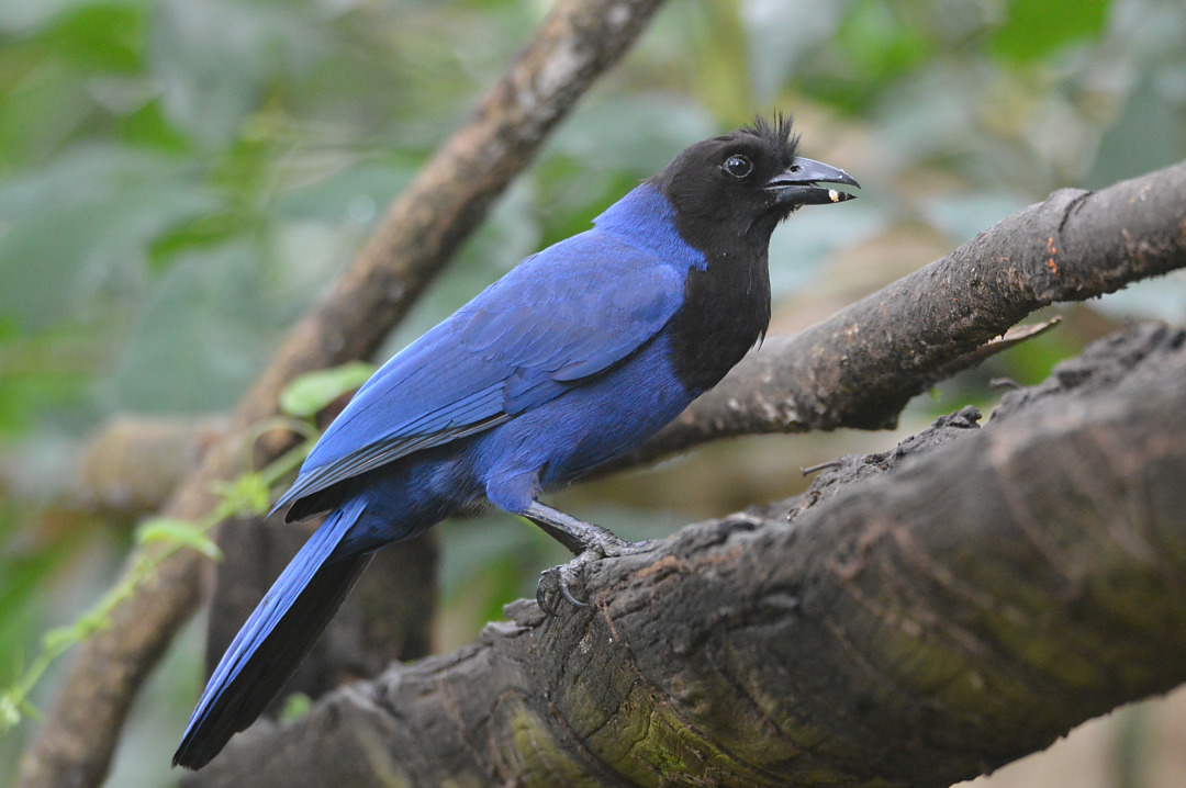 Foto gralha-azul (Cyanocorax caeruleus) Por Fábio Luiz (Fábio Barata ...