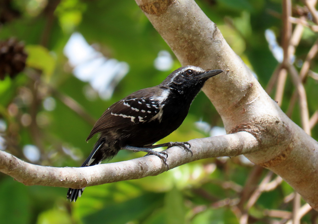 Foto papa-formiga-pardo (Formicivora grisea) Por Sonia Furtado | Wiki ...