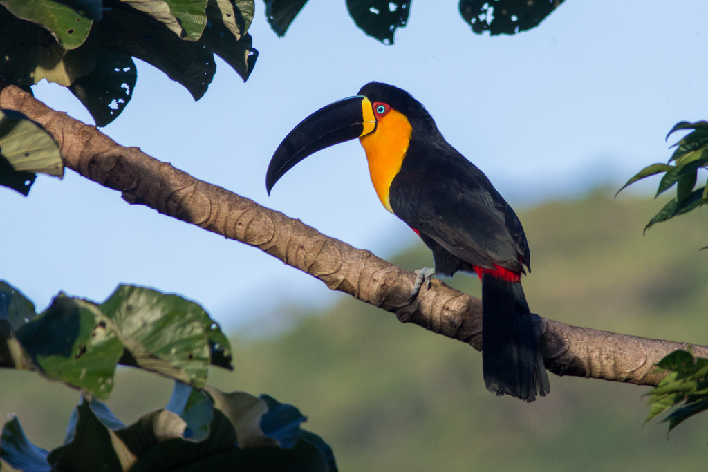 Foto tucano-de-bico-preto (Ramphastos vitellinus) Por Fernando Farias ...
