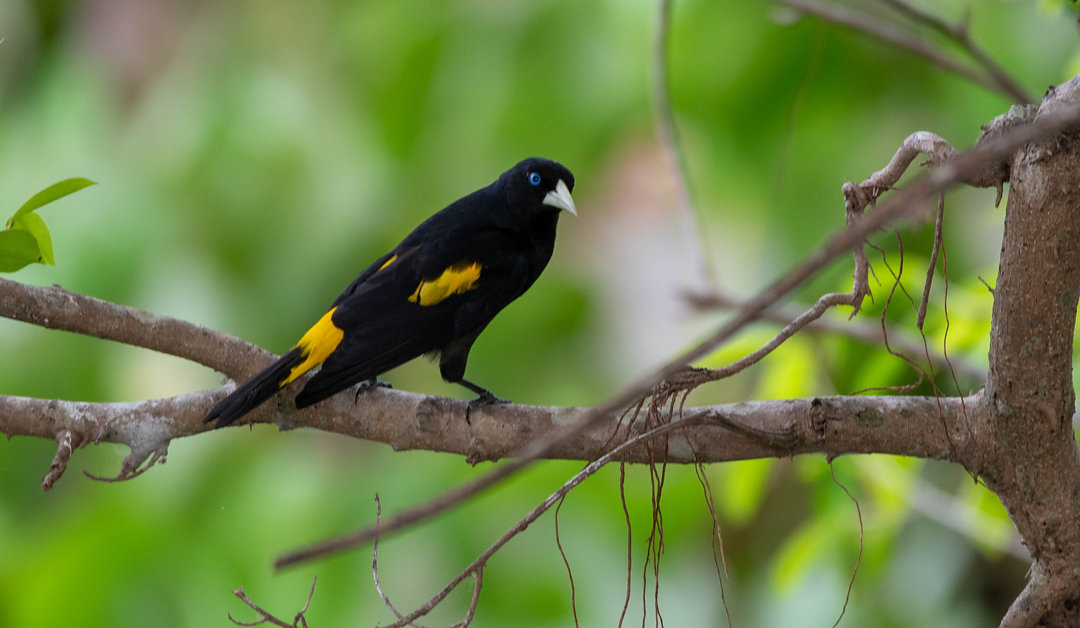 Foto xexéu (Cacicus cela) Por Antonio Gutierrez | Wiki Aves - A ...