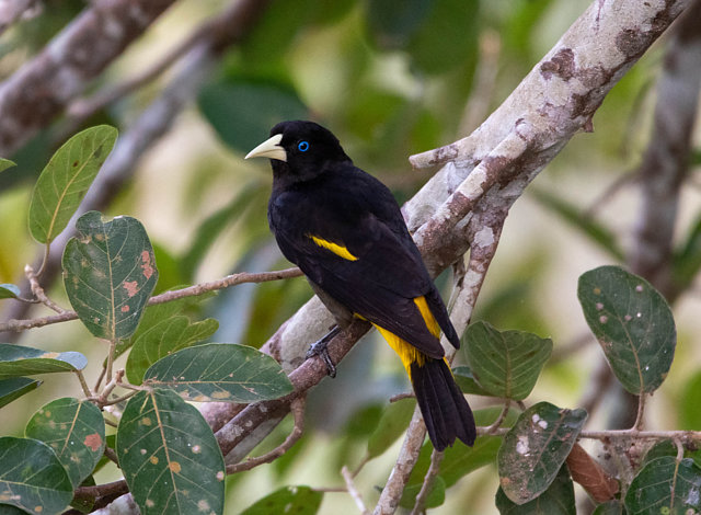 Foto xexéu (Cacicus cela) Por Antonio Gutierrez | Wiki Aves - A ...