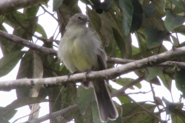 Foto tucão (Elaenia obscura) Por Rogerio Truglio | Wiki Aves - A ...