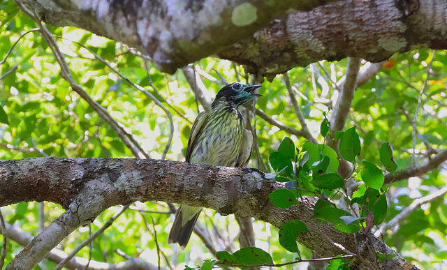 Foto araponga (Procnias nudicollis) Por Andreza F. Oliveira | Wiki Aves ...