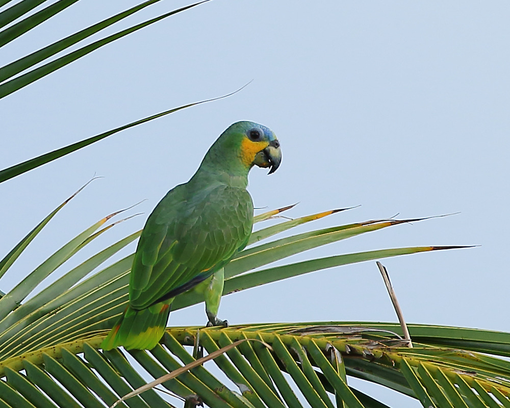 Foto curica (Amazona amazonica) Por Gilvan Moreira | Wiki Aves - A ...