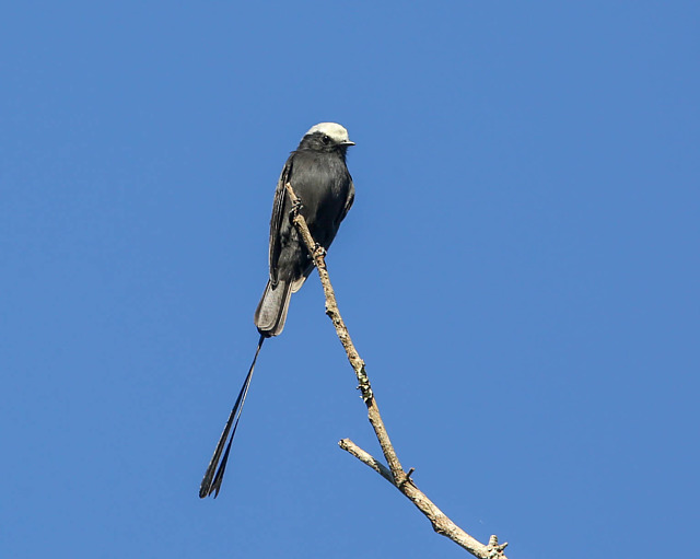 Foto viuvinha (Colonia colonus) Por Claudio Furini | Wiki Aves - A ...