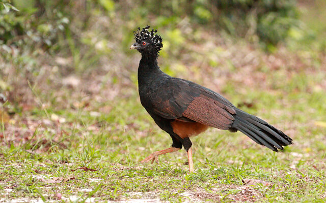Foto mutum-de-bico-vermelho (Crax blumenbachii) Por Luiz Moura | Wiki ...