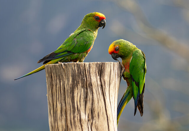 Foto jandaia-de-testa-vermelha (Aratinga auricapillus) Por Thiago F ...