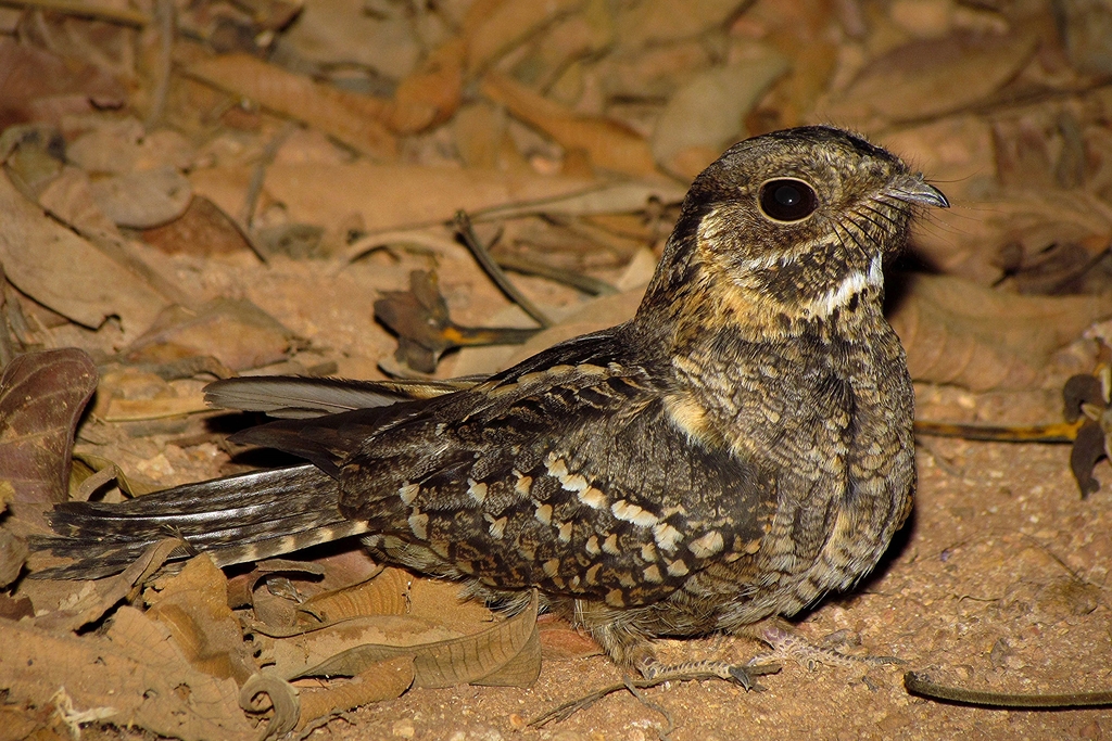 Foto bacurau-chintã (Hydropsalis parvula) Por Arthur Goulart | Wiki ...