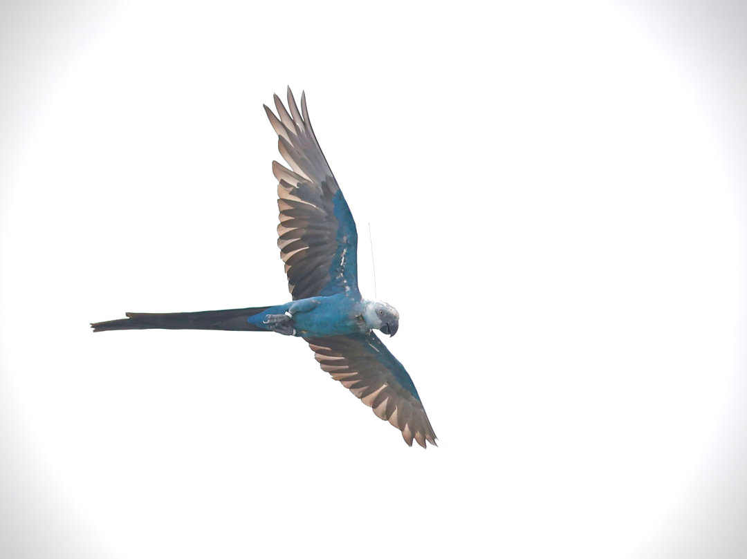 Foto ararinha-azul (Cyanopsitta spixii) Por Ciro Albano | Wiki Aves - A ...