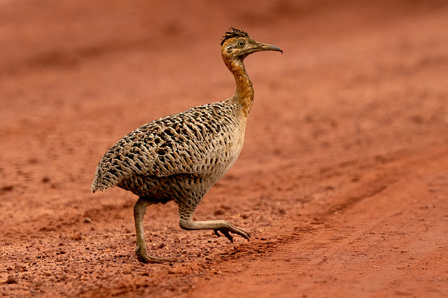 Foto perdiz (Rhynchotus rufescens) Por Maickel Sand | Wiki Aves - A ...