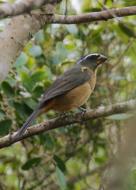 Foto bico-grosso (Saltator maxillosus) Por Herculano Neto | Wiki Aves ...