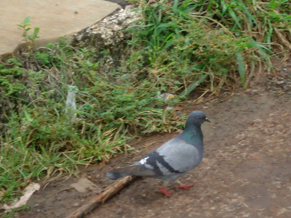Foto pombo-doméstico (Columba livia) Por Enivanda Alexandria | Wiki ...