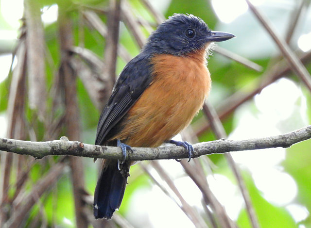 Foto choca-do-acre (Thamnophilus divisorius) Por Agnes Pozenato | Wiki ...