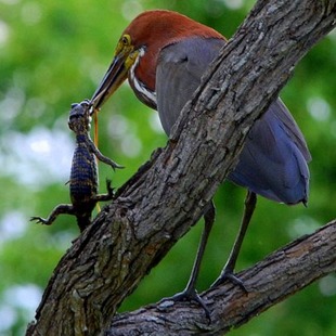 socó-boi (Tigrisoma lineatum) | WikiAves - A Enciclopédia das Aves do ...