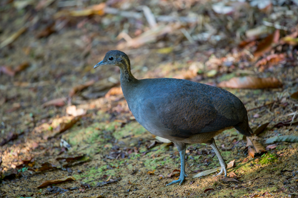Foto macuco (Tinamus solitarius) Por Joao Quental | Wiki Aves - A ...