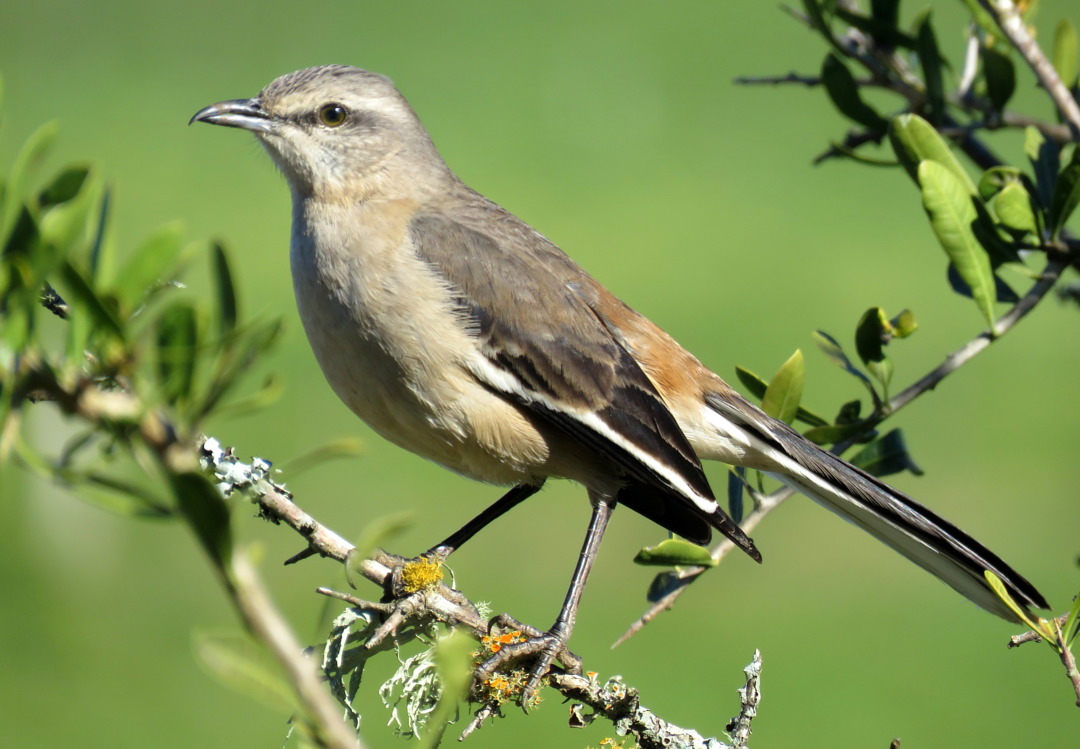 Foto calhandra-de-três-rabos (Mimus triurus) Por Fernanda Spenst | Wiki ...