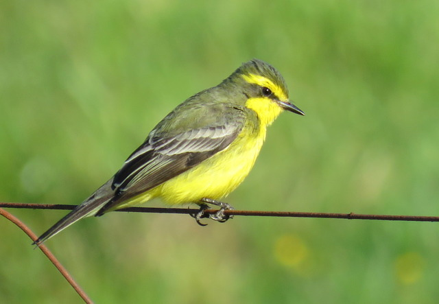 Foto suiriri-pequeno (Satrapa icterophrys) Por Fernanda Spenst | Wiki ...