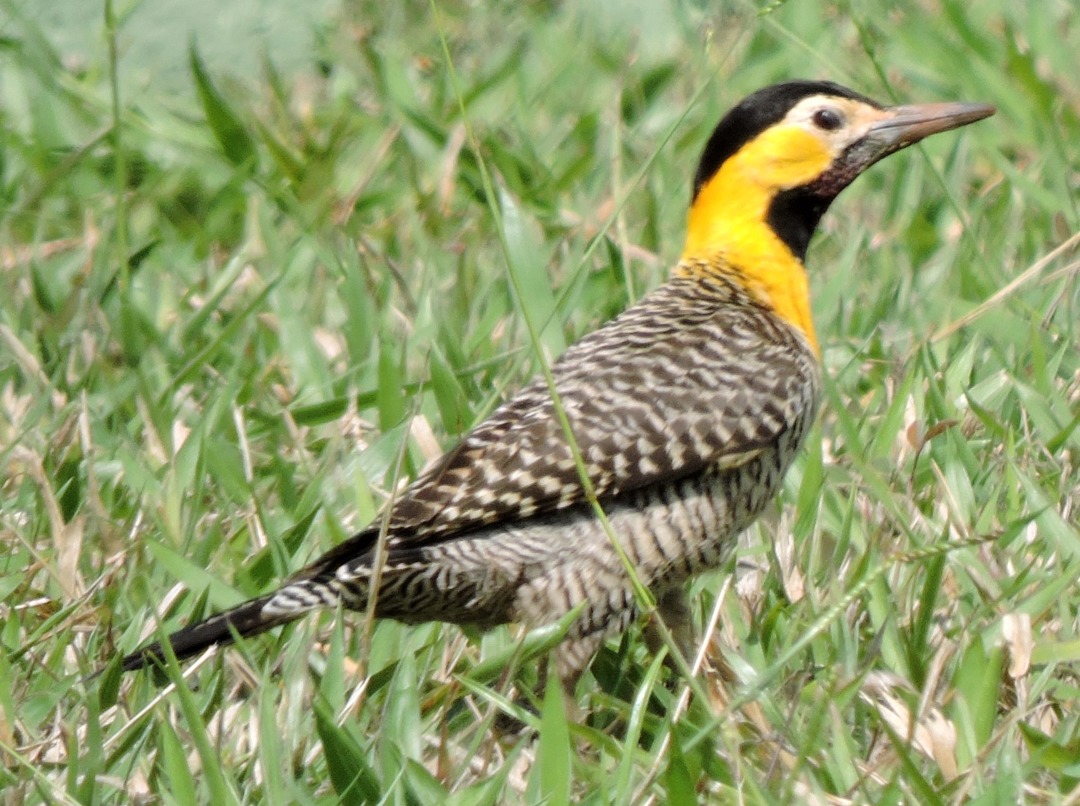 Foto pica-pau-do-campo (Colaptes campestris) Por Anna Mendo | Wiki Aves ...