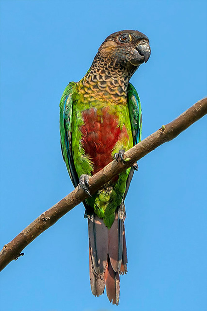 tiriba-de-deville (Pyrrhura lucianii) | WikiAves - A Enciclopédia das ...