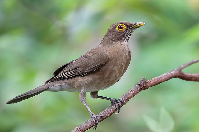 caraxué (Turdus nudigenis) | WikiAves - A Enciclopédia das Aves do Brasil