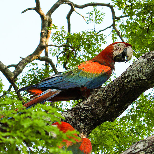 Foto arara-vermelha (Ara chloropterus) Por Bianca Pinho | Wiki Aves - A ...