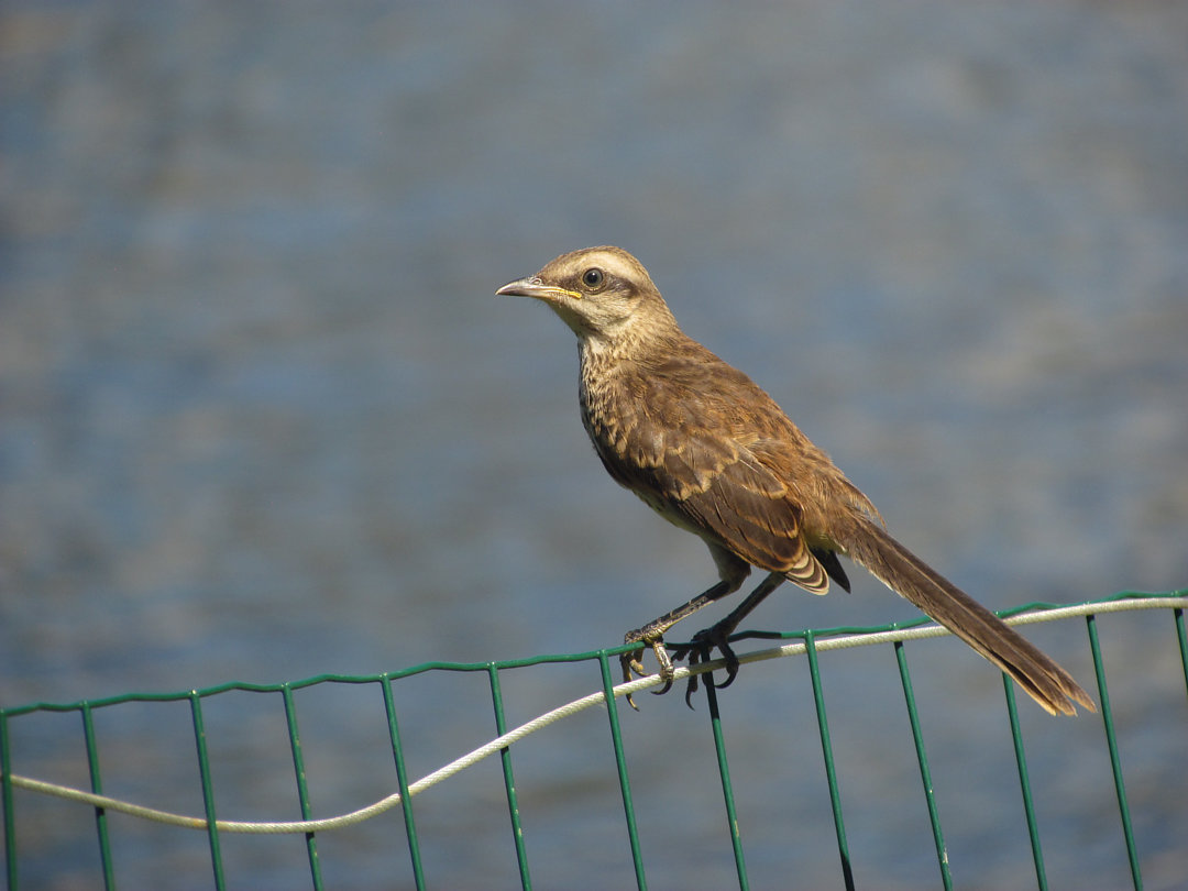 Foto sabiá-do-campo (Mimus saturninus) Por Bruno Cesar | Wiki Aves - A ...